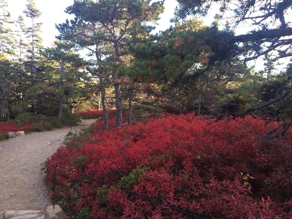 Acadia National Park - Wonderland Trail - Maine Trail Finder