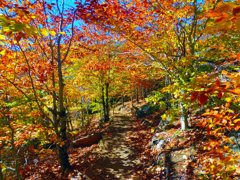 Acadia National Park - Precipice Loop - Maine Trail Finder