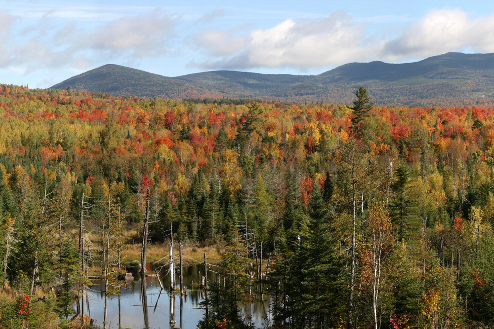 Perham Stream Birding Trail - Maine Trail Finder